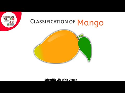 Classification of Mango || आम का वर्गीकरण || Easy Trick - YouTube