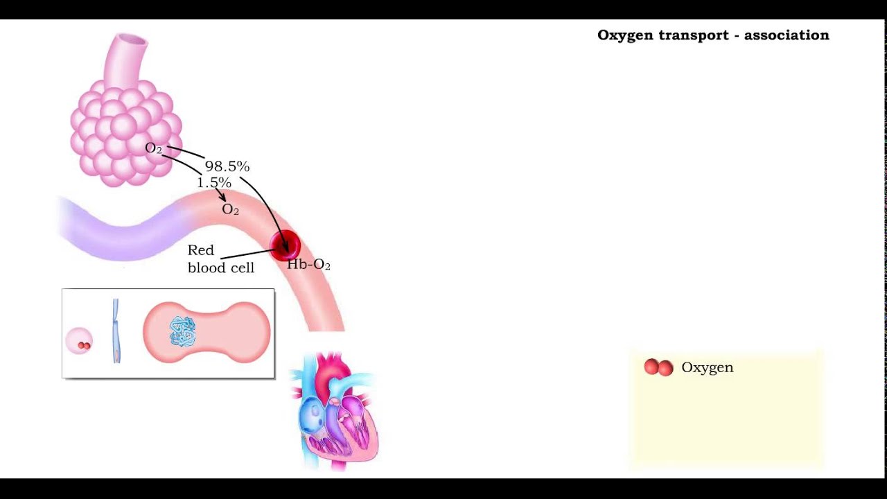 Semester 2 Chapter 1 Lesson 3 Transport of oxygen - YouTube