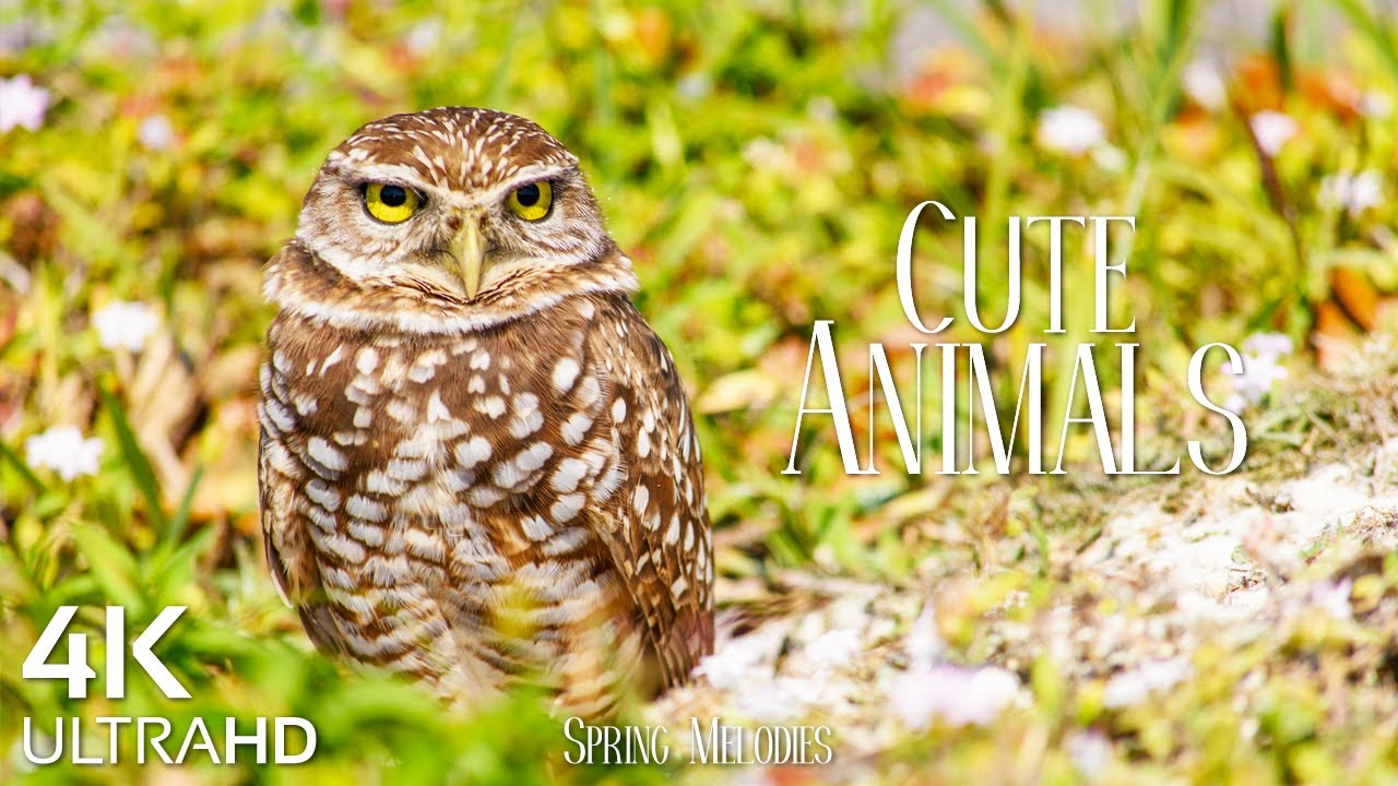 Cute Baby Animals 4K UltraHD - Explore The Magical World of Baby ...