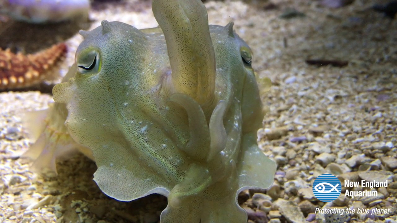 Broadclub Cuttlefish - YouTube