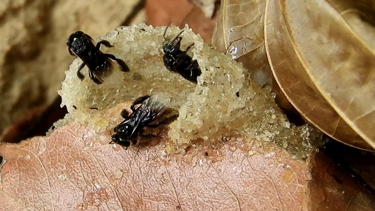 Wild Nests of Stingless Bees_Hypotrigona sp. - YouTube