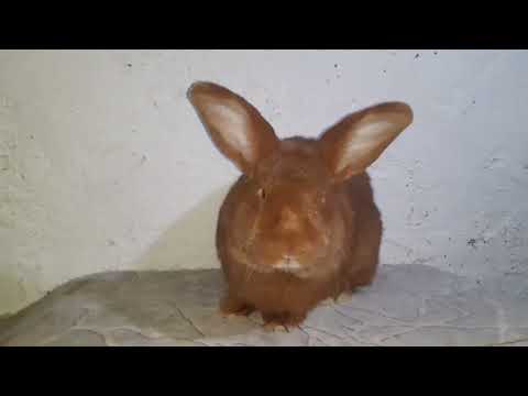 Etlik tavşan işine sakın başlamayın izleyin ve sebebini öğrenin ..