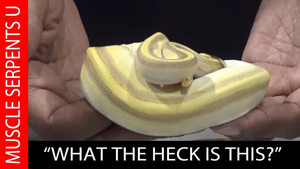 OZZY BOIDS Incredible Ball Pythons at 2018 Daytona Breeders Reptile Expo- Part 6 - YouTube