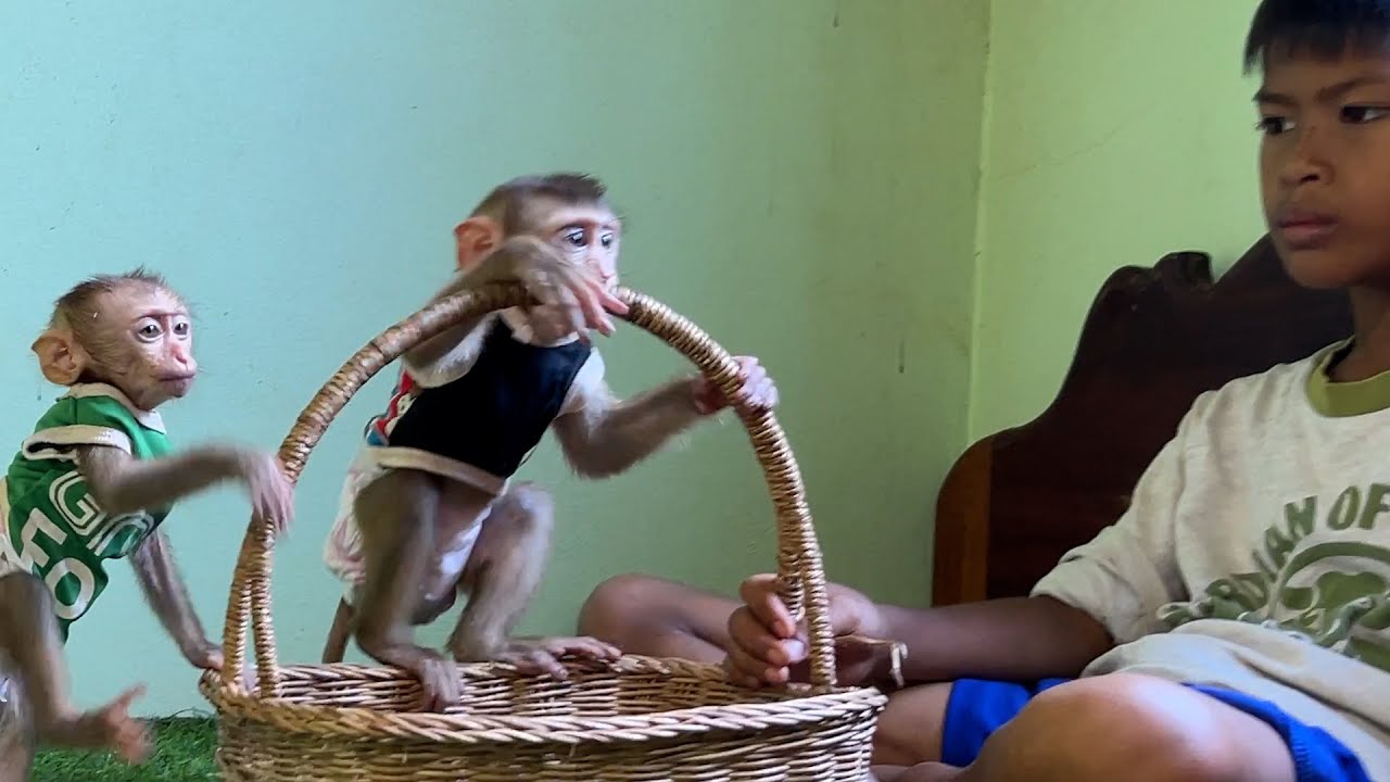 Monkey Muri and Bela, What are you doing with his brother 😊😊😊😊 - YouTube