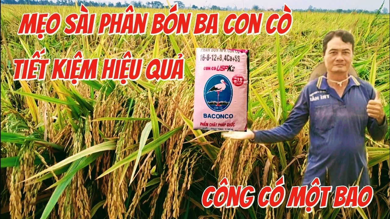 Mẹo sử dụng phân bón ba con cò đạt hiệu quả cao#tuankiet#cantho # ...