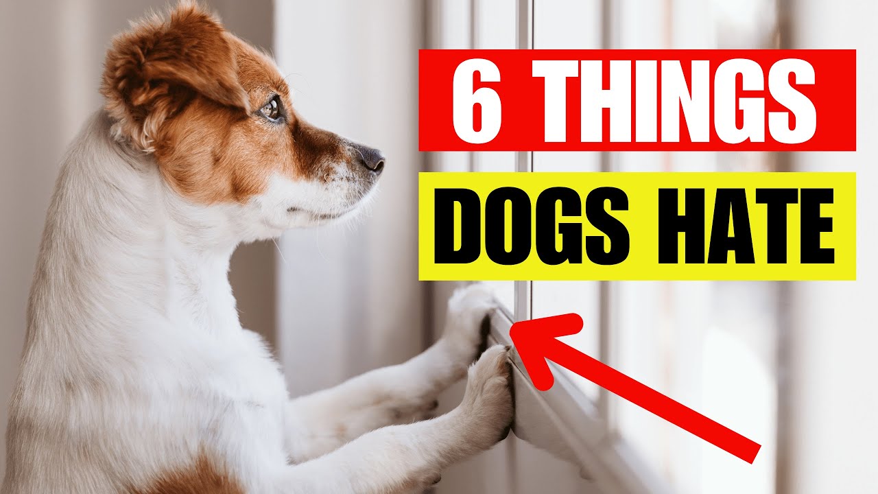 6 Things Dogs Hate That Humans Do - YouTube