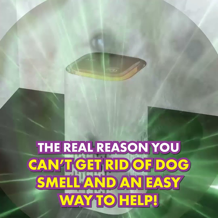 Here’s Why Your House Smells Like Dog! - YouTube