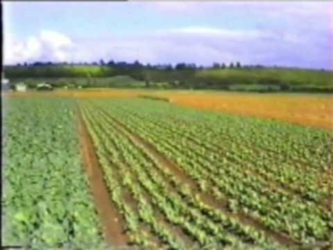 Offenham Village 1990.mp4 - YouTube