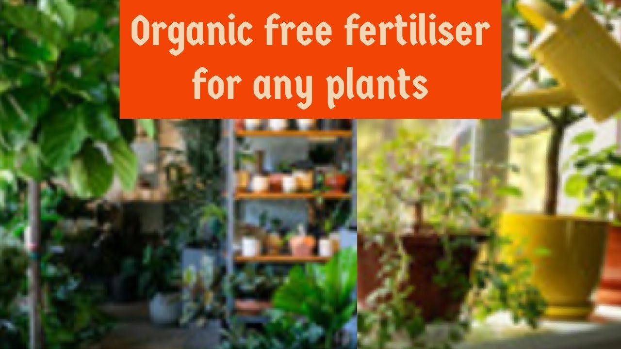 Organic simple free fertilizer for any plants - YouTube