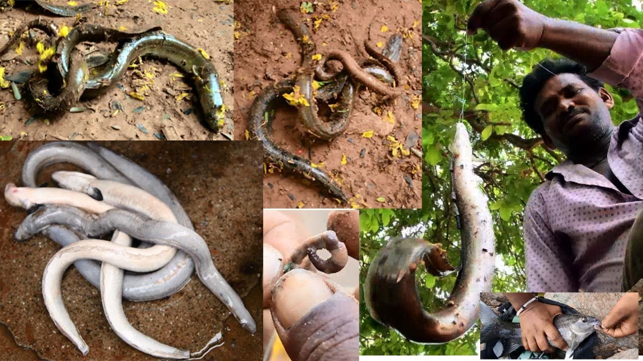 Snake Fish|Best Amazing Hook Fishing! Traditional Hook Fishing! Hook ...