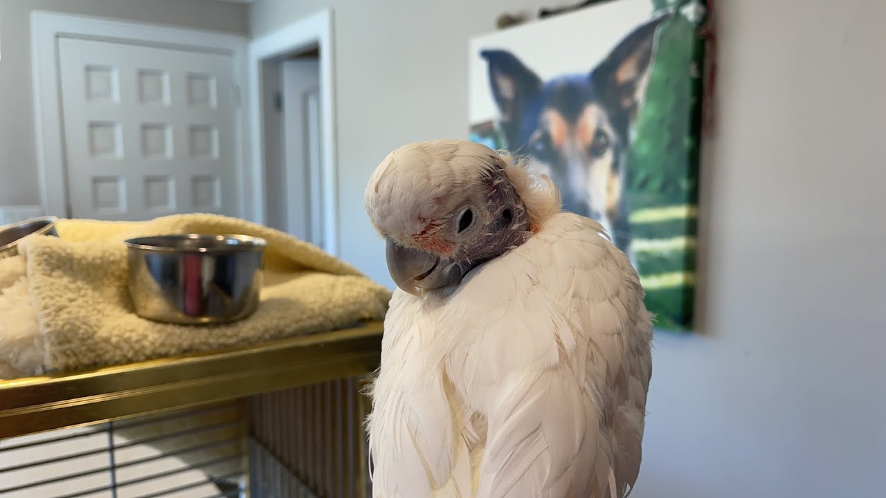 Monday With Parrots 🦜 LIVE - YouTube