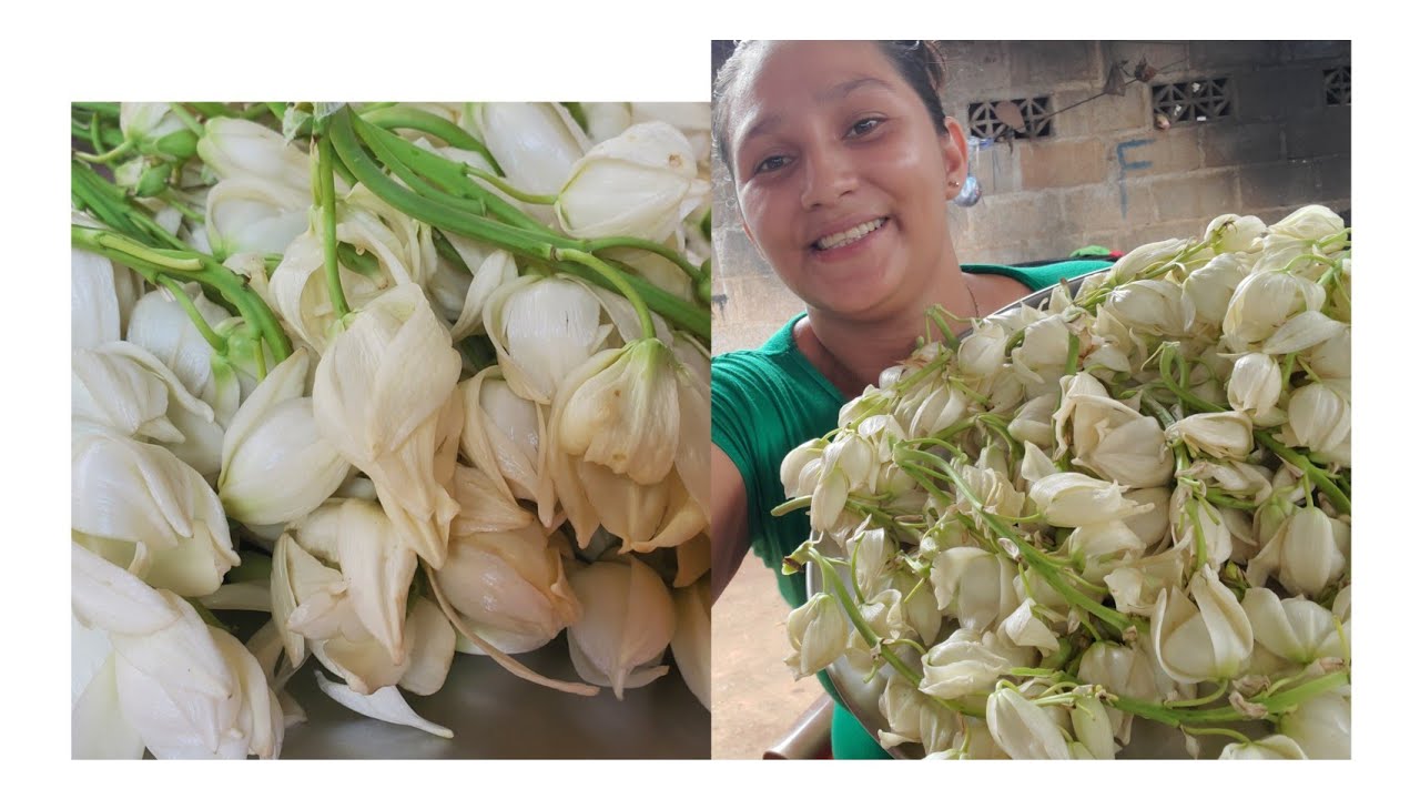 cosinando unos forrado de flor de izote la flor nacional de El Salvadar ...