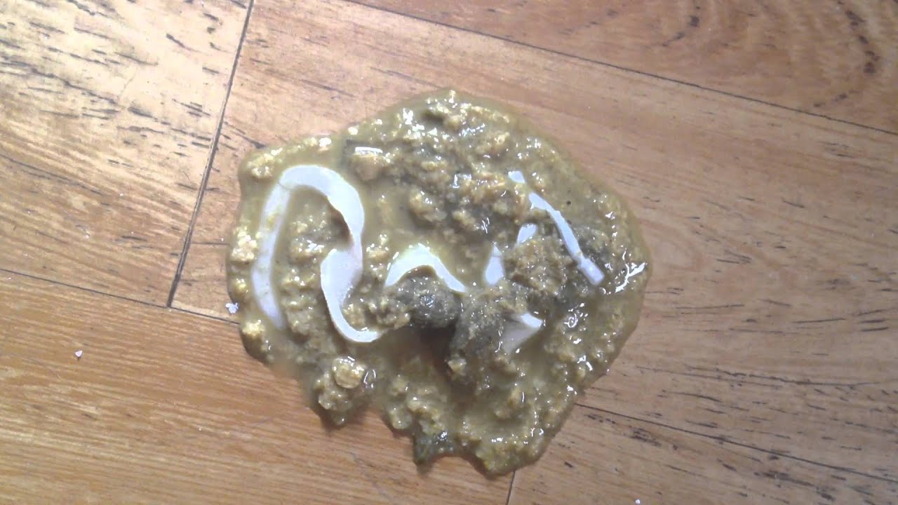 Ténia ( Taenia pisiformis ) - YouTube