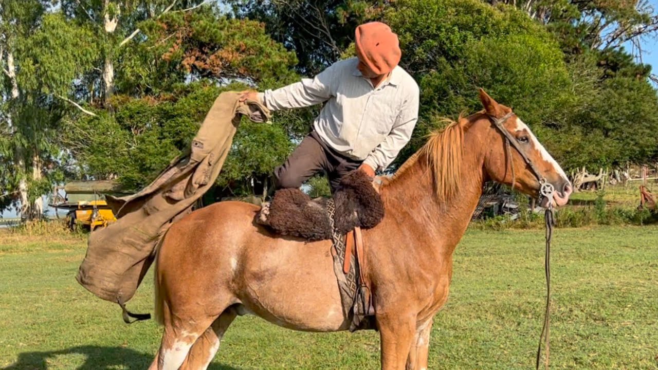 ⭐️ CABALLO OVERO ROSADO MUY MANSO - 💲1.250.000 - LOSEQUINOS.COM - YouTube