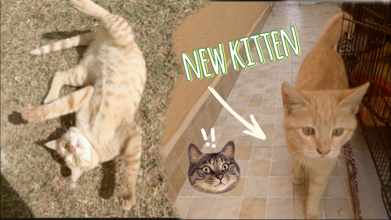 Meet Gaga! A Cute Little Ginger Kitten 😄 | Shay's Spot 4 Paws | #kitten ...