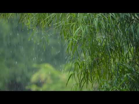 Beautiful relaxing natural rain sound#relax #meditation #rain #shorts
