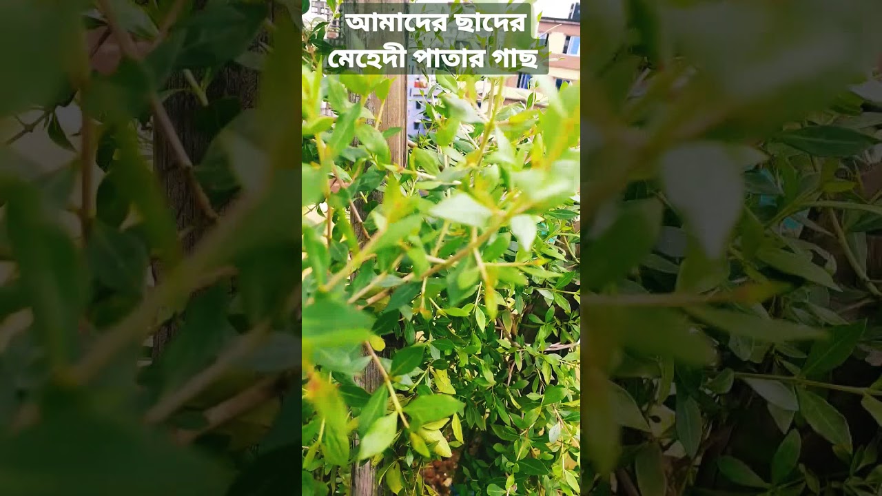 Mehedi plants #shorts #plants #mehndi_plants - YouTube