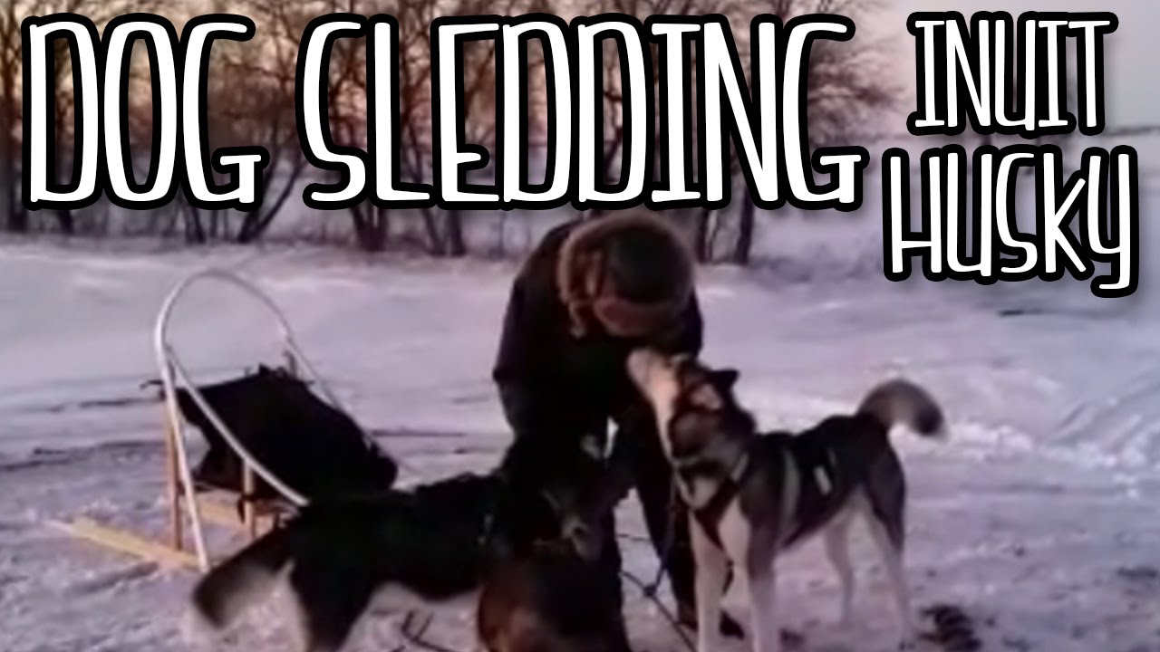 Siberian / Inuit Huskies sledding, Dog Sledding, 2016, Canadian Huskies ...
