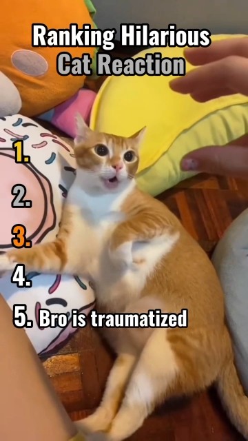 Ranking hilarious cat reaction - YouTube