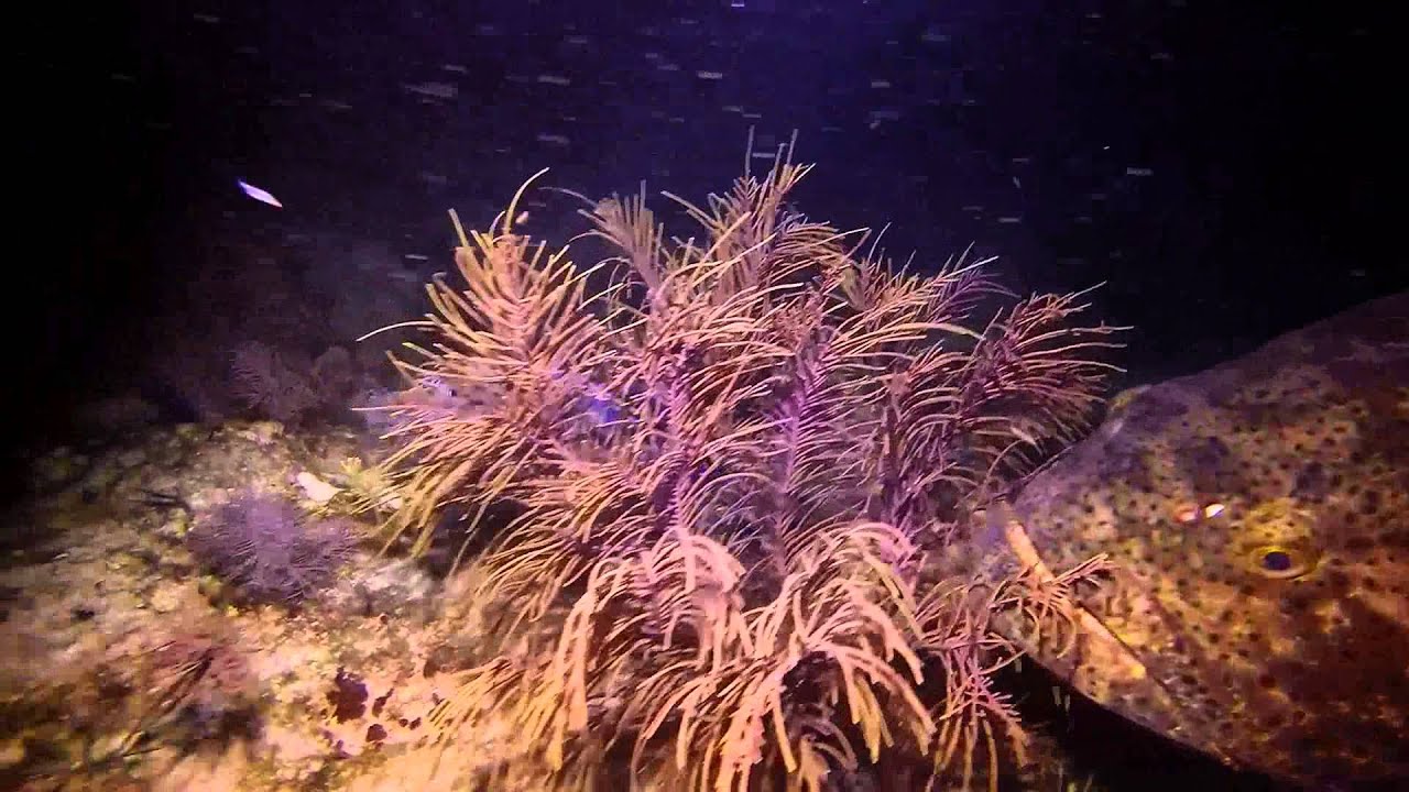 Goliath Grouper eating - YouTube
