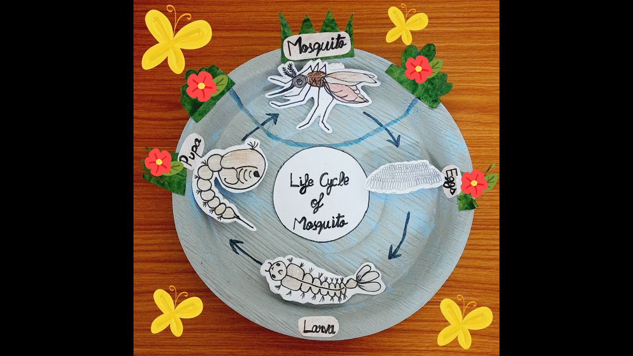 #Mosqutolifecycle #EVSproject Learn how to make lifecycle of mosquito ...