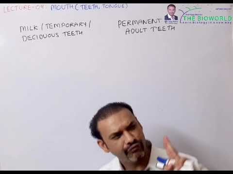 What is HETERODONT teeth?