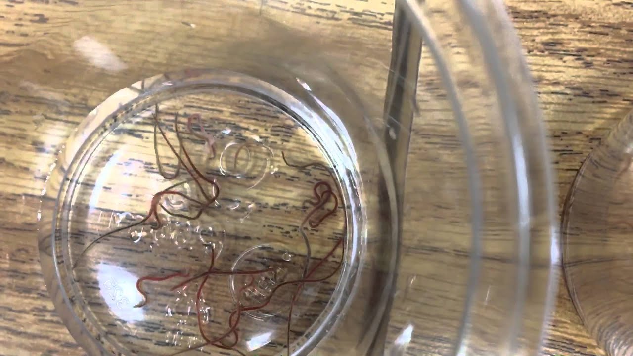 Science Experiment Blackworms in Copper Sulfate - YouTube