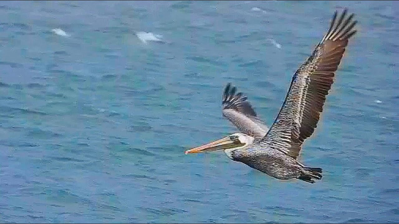 BRPE SlowMo 20241214 - YouTube