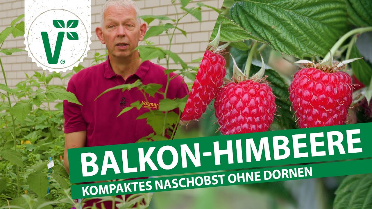 Die perfekte Himbeere für den Balkon - Naschobst für Kinder - YouTube