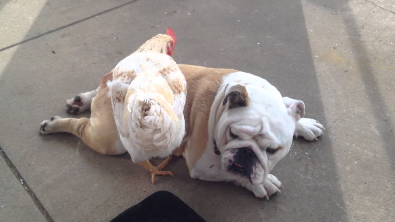 Cute Bulldog gets a chicken back-scratch! - YouTube