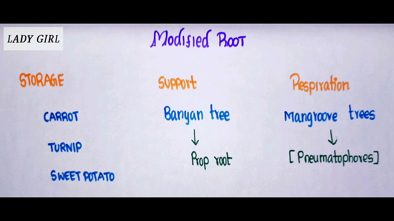 MORPHOLOGY OF FLOWERING PLANT|EXAMPLES OF MODIFIED ROOTS| NCERT ...