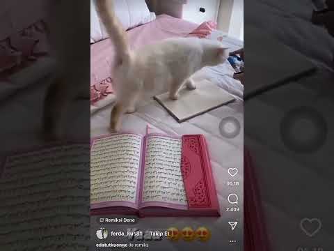 Kuranı Kerime basmayan kedi