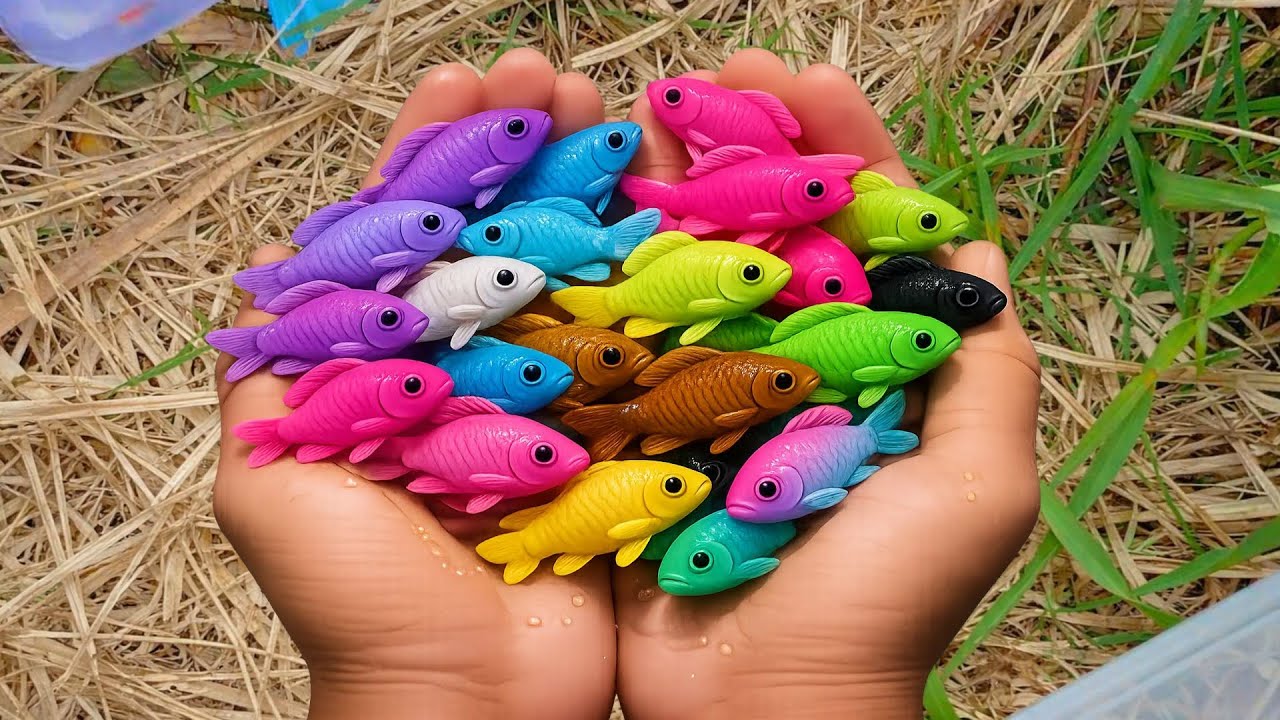Fish Catching: Beautiful Colorful Eggs Full of Surprises Containing ...