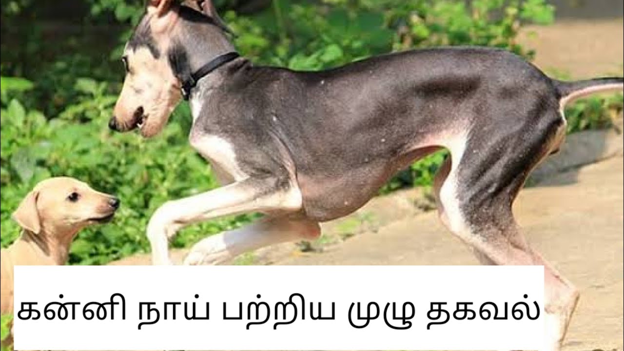 Are Kanni Dogs Easy To Train