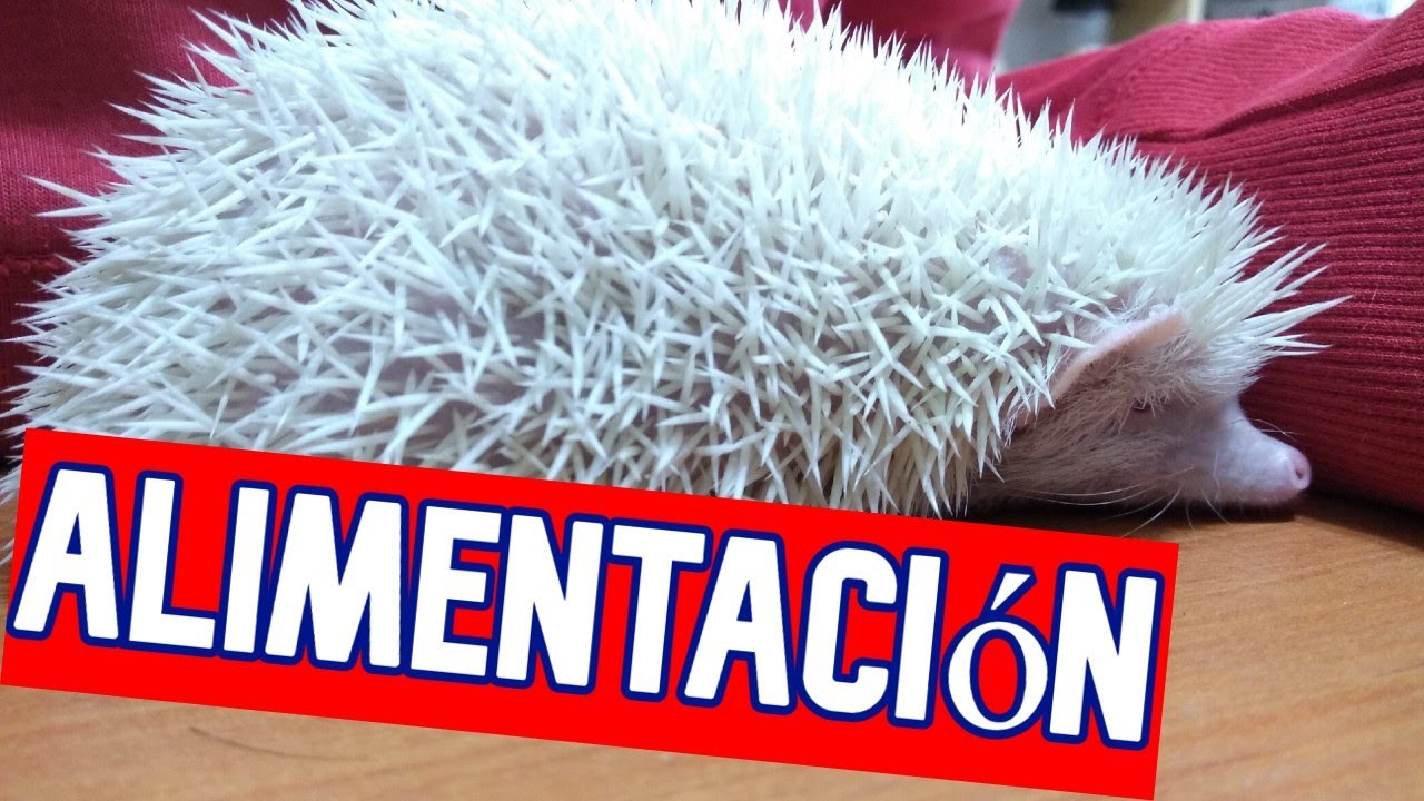 Alimentación de ERIZO, que debe comer mi erizo - YouTube