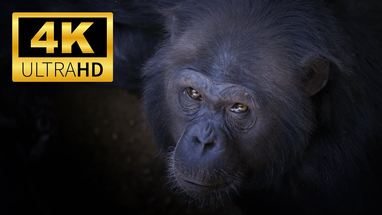 Exploring the Wilderness World: Chimpanzee | Wild Animals in 4K ULTRA ...