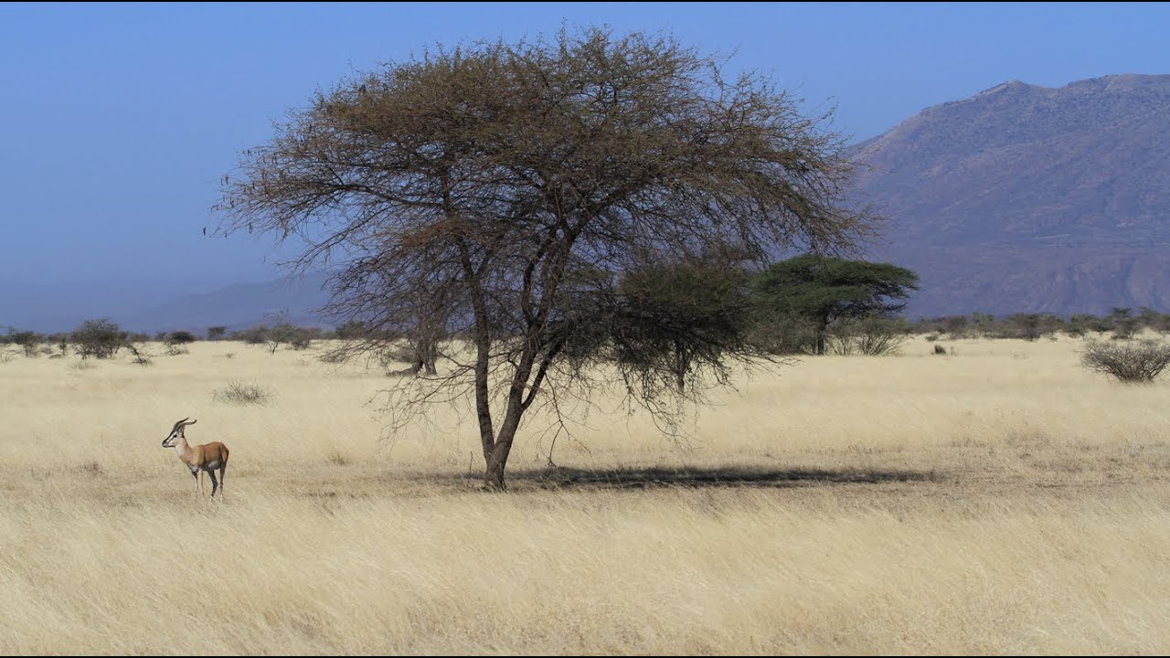 Birding Ethiopia (3/6): Awash National Park & Lake Basaka - YouTube