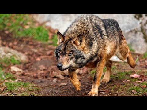 Lobo iberico 🐺(Documental, conviviendo con lobos)1080p valle de lobos