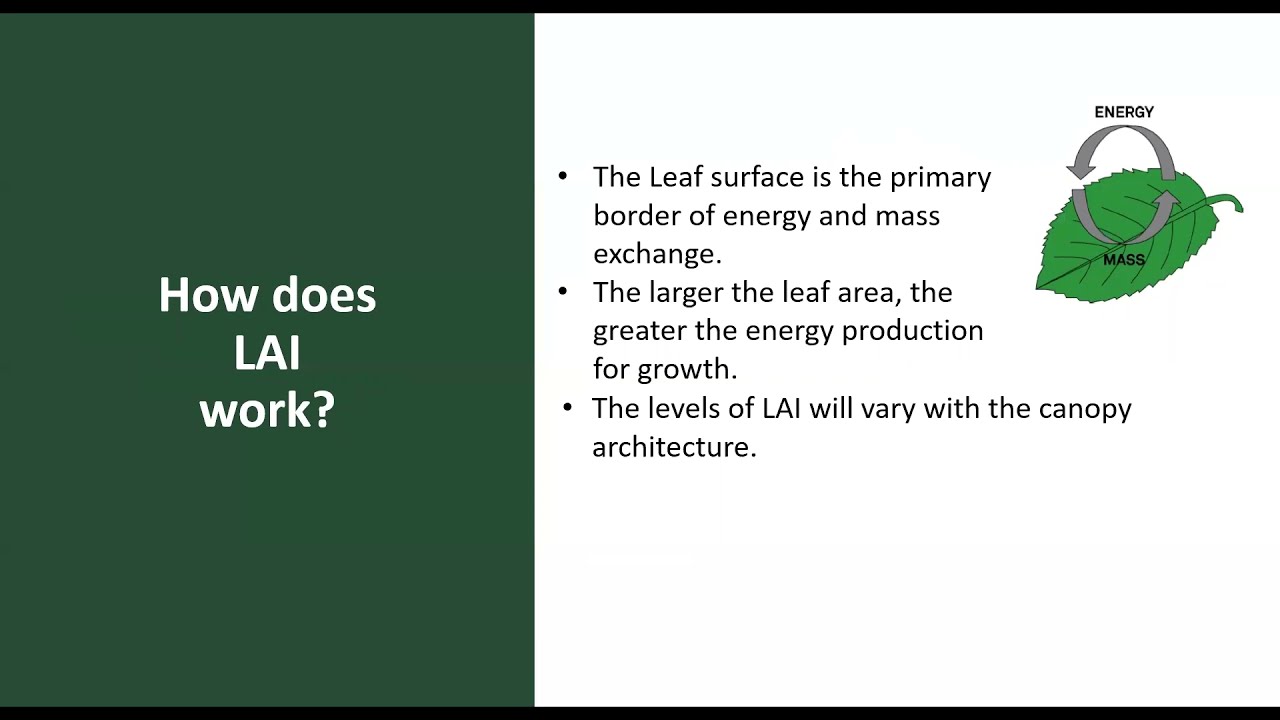 Leaf Area Index - FruitLook Data Parameter - YouTube