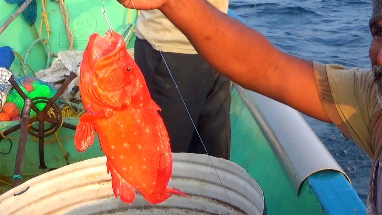 LONG LINE FISHING - RED GROUPER / BARRACUDA CATCHING AT SEA (KING FISH ...
