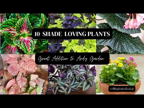 10 Shade Loving Plant.Low Maintenance Shady Plant.Shade Plant for Small ...