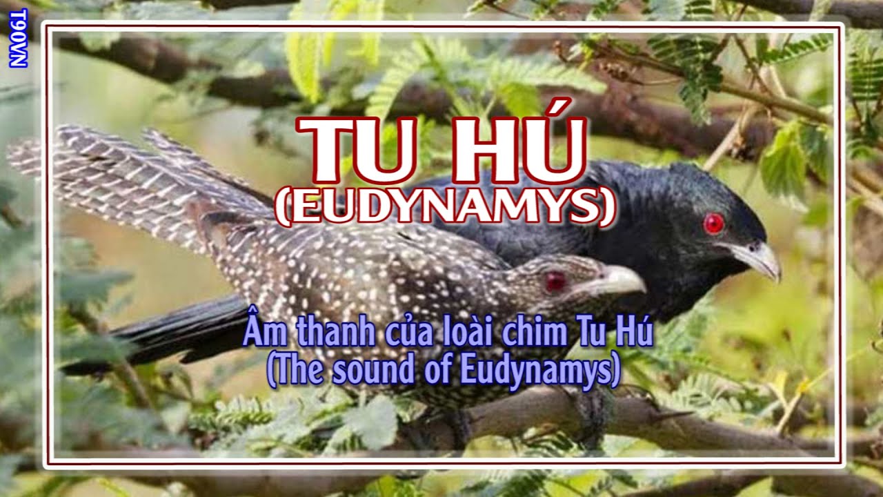 Tiếng chim Tu Hú | The sound of Eudynamys | T90VN - YouTube