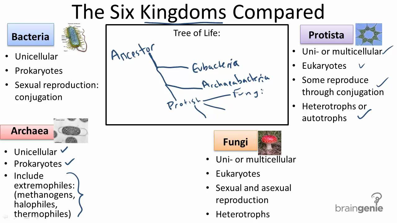 13.1.5 the Six Kingdoms Compared.mp4 - YouTube