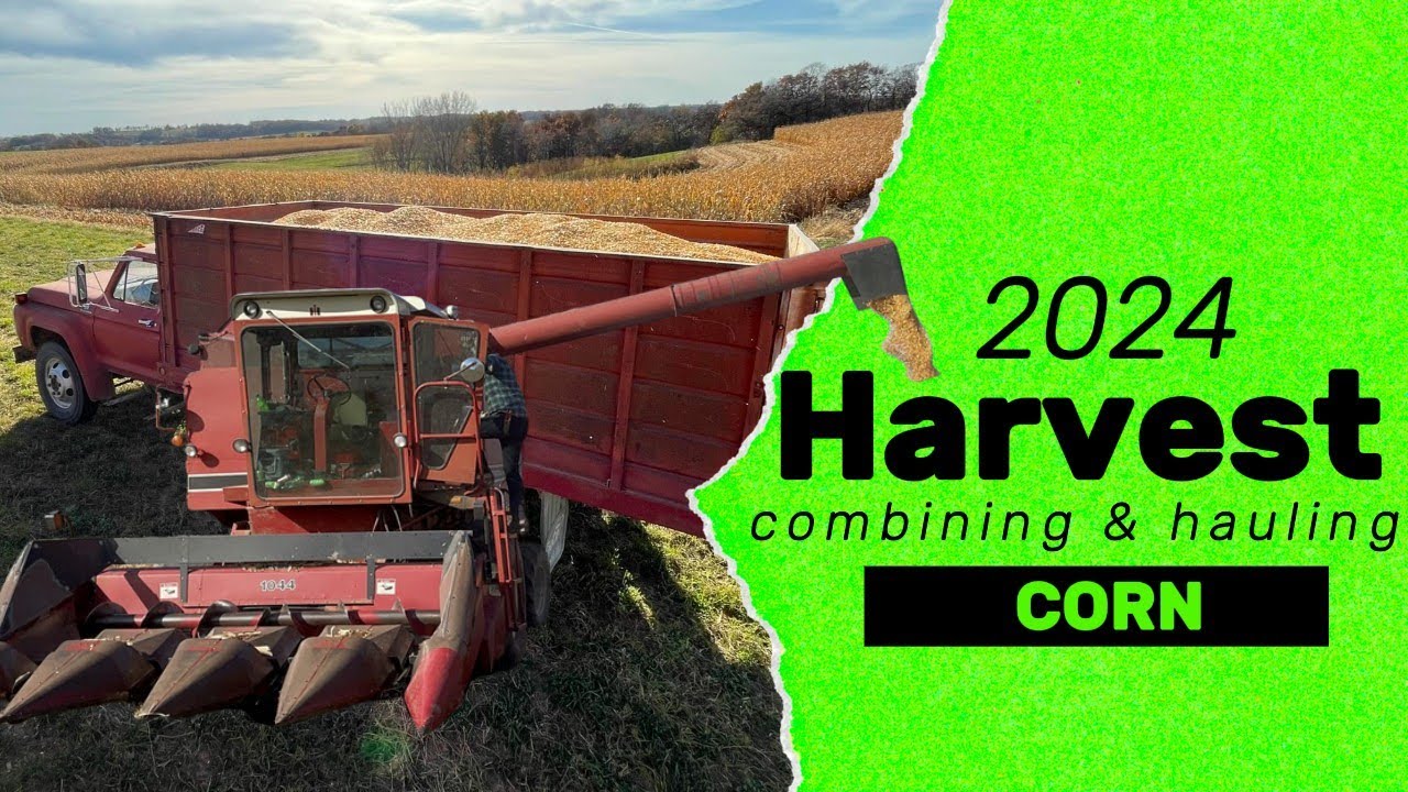 Iowa Corn Harvest 2024 | Hauling Corn and Combining with IH 1460 - YouTube