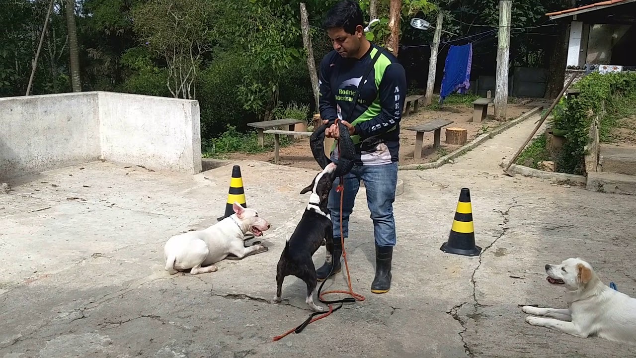 Espaço Rodricão Adestramento - YouTube