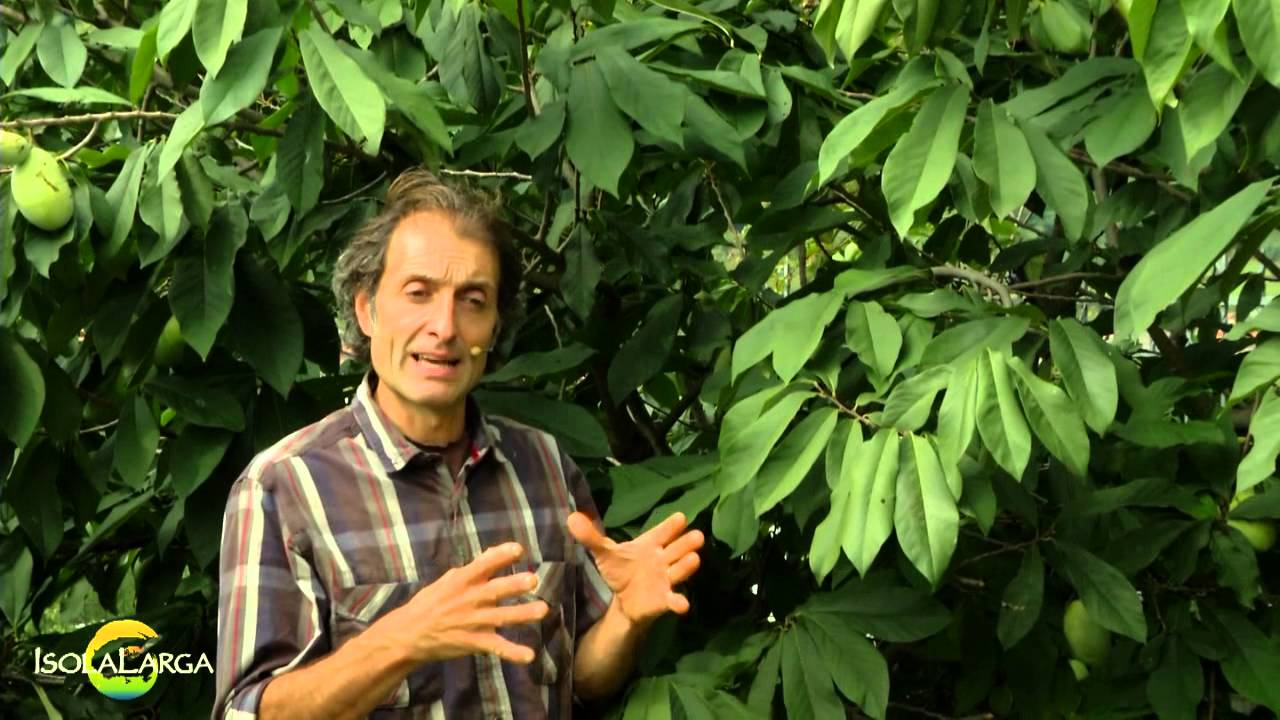 Asimina triloba - YouTube