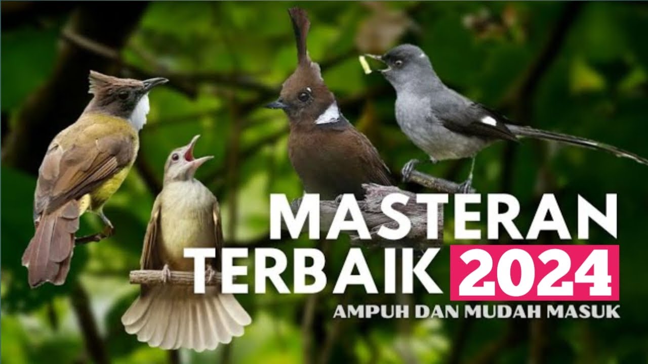 MASTERAN TERBAIK 2024 | masteran paling ampuh #masteranburung # ...