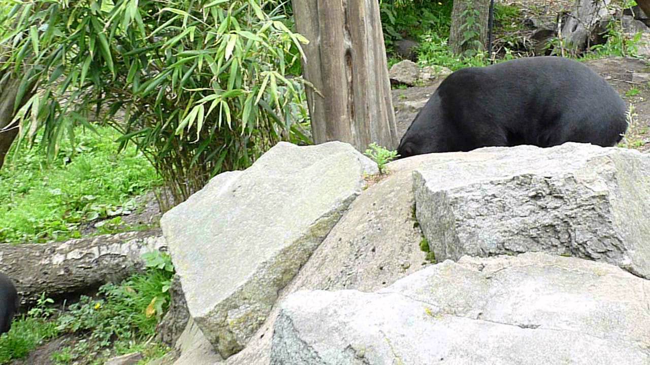Sun Bears at Edinburgh Zoo - YouTube