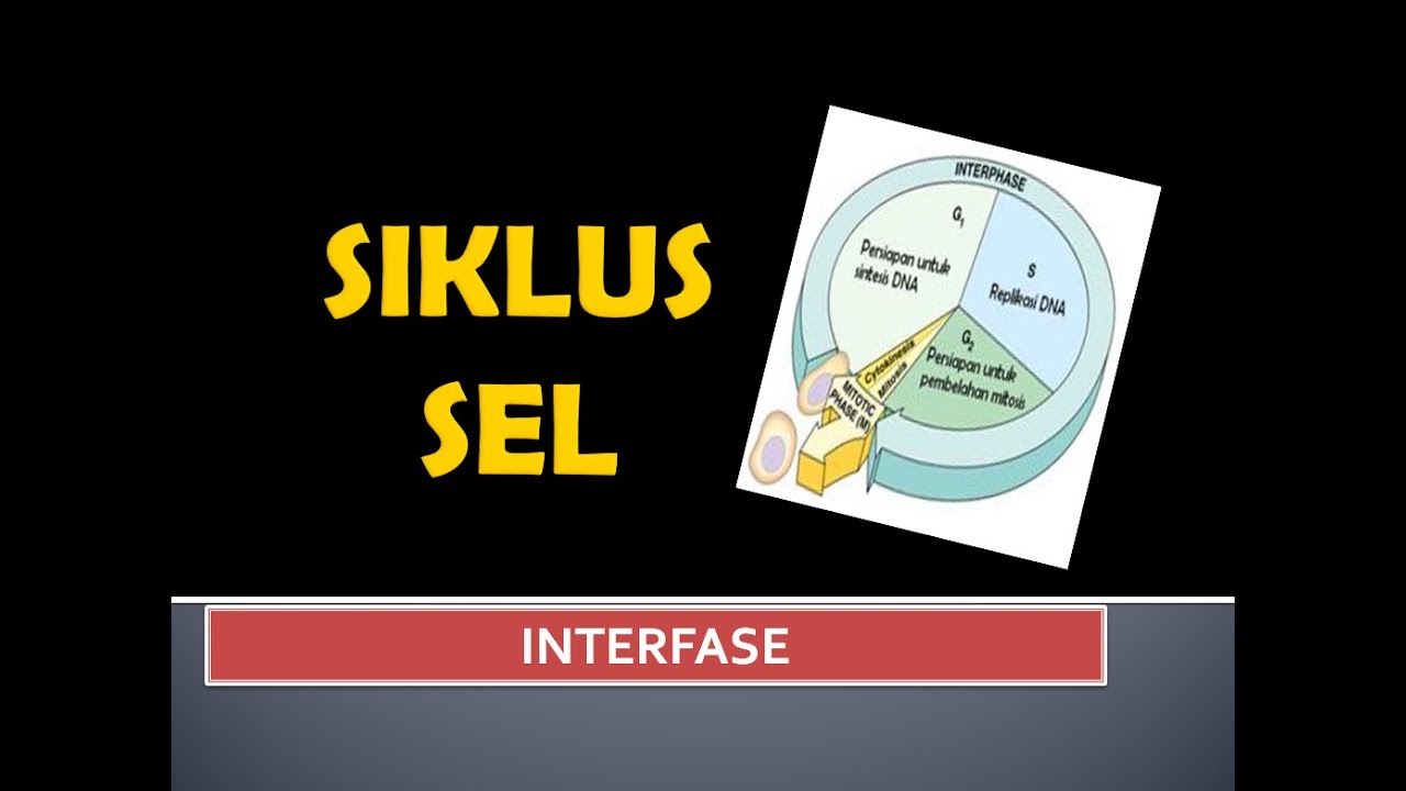 Siklus Sel: Interfase | Pelajaran Biologi Kelas 12 - YouTube