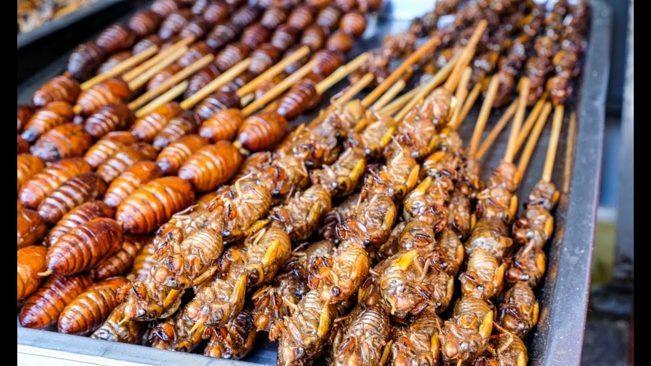 You vill eat zee bugs and you vill love it 🐜🐜🐜🐜 - YouTube